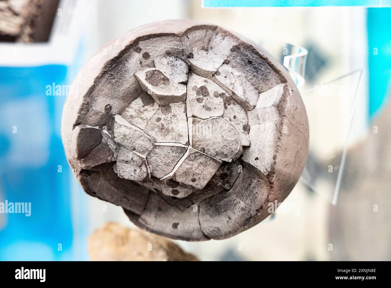 Siderite concretion specimen, Geological Museum, Warsaw, Poland Stock ...