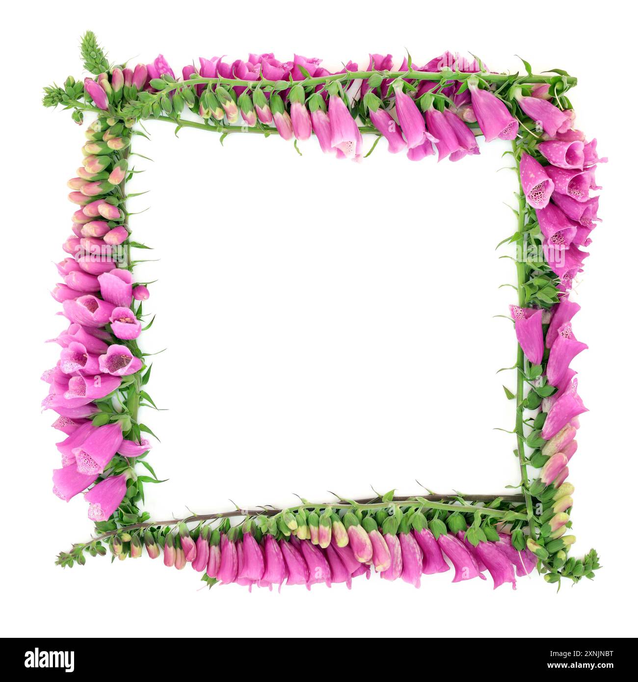 Foxglove flowers background border square frame on white. Purple floral ...