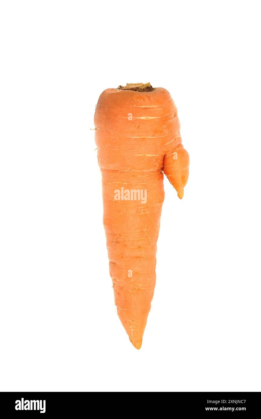 Forked carrot root vegetable organic agricultural produce on white ...