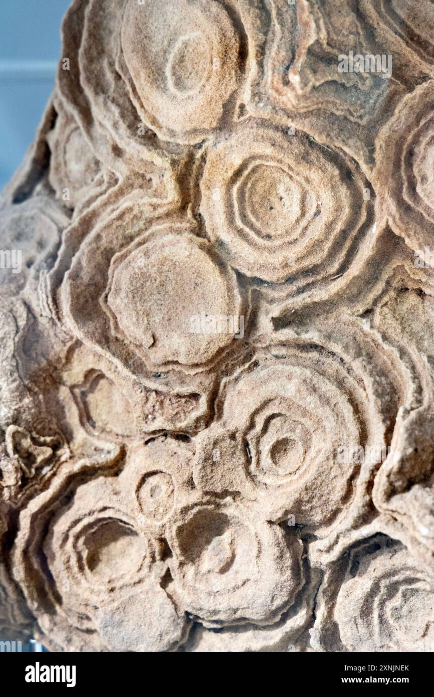 Stomatolite hi-res stock photography and images - Alamy