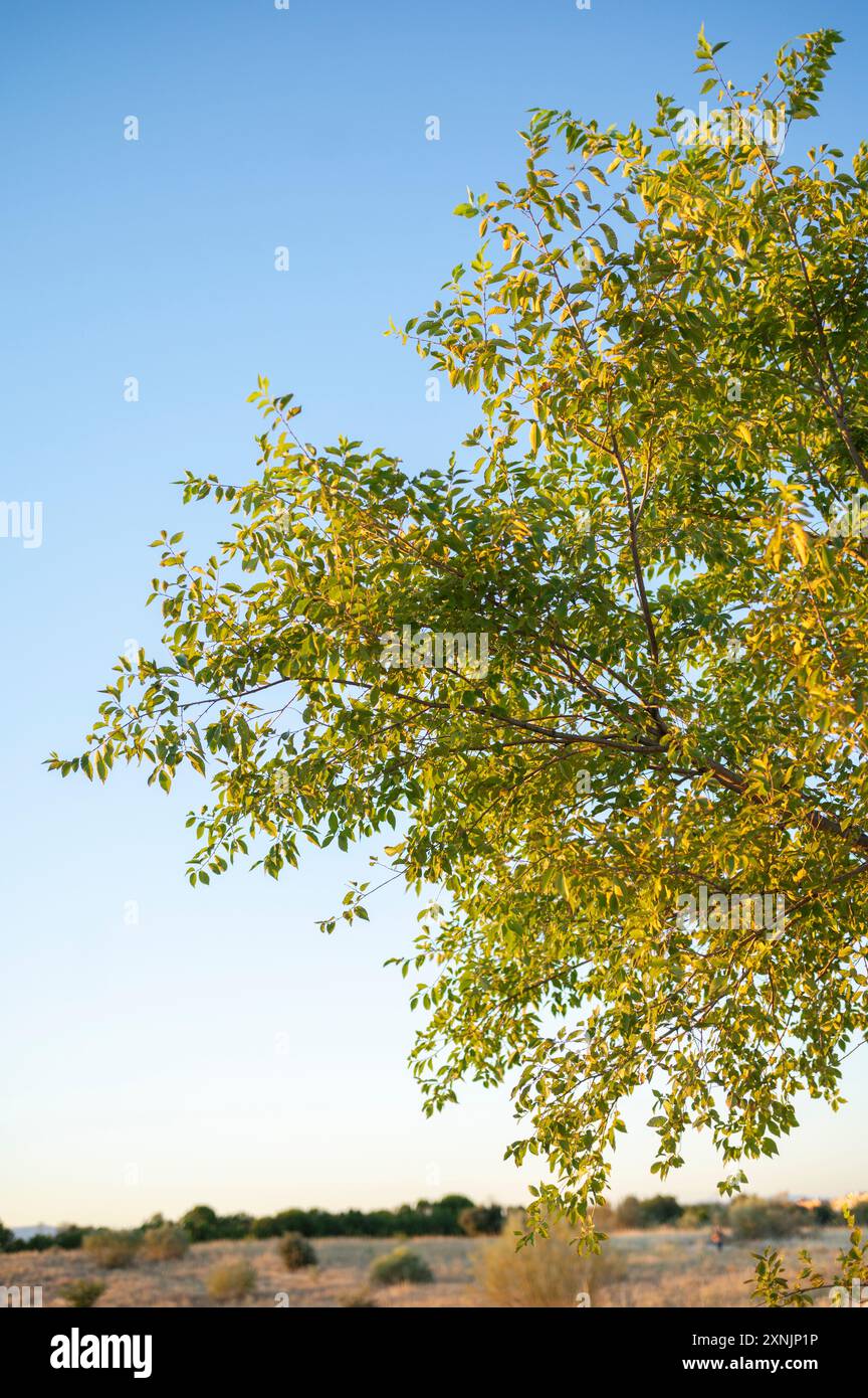 Golden Hour Serenity: A moment of tranquility captured in a single leaf ...