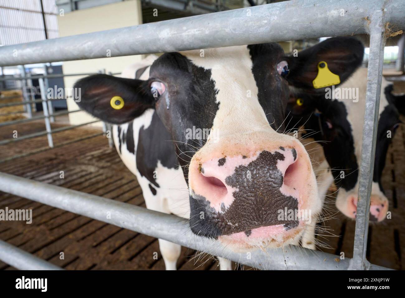 Cow cows on farm agriculture hi-res stock photography and images - Alamy