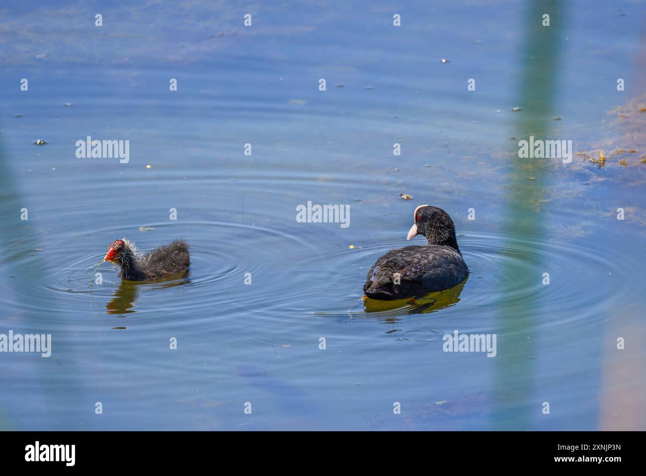 family of coots (Fulica atra) on a lake, mother with the chick she is ...