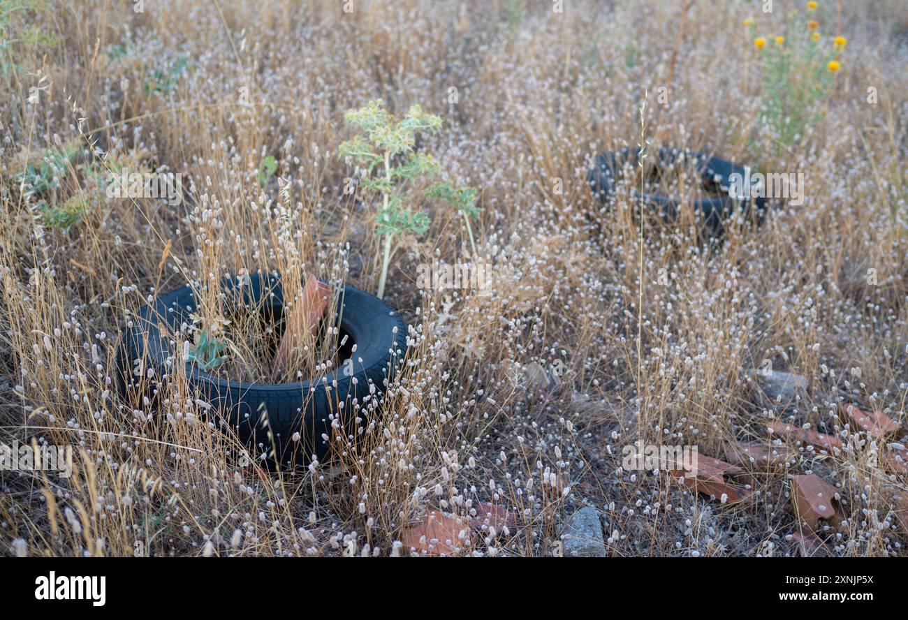 Urban Rebirth: Nature transforms waste into an unexpected oasis Stock ...