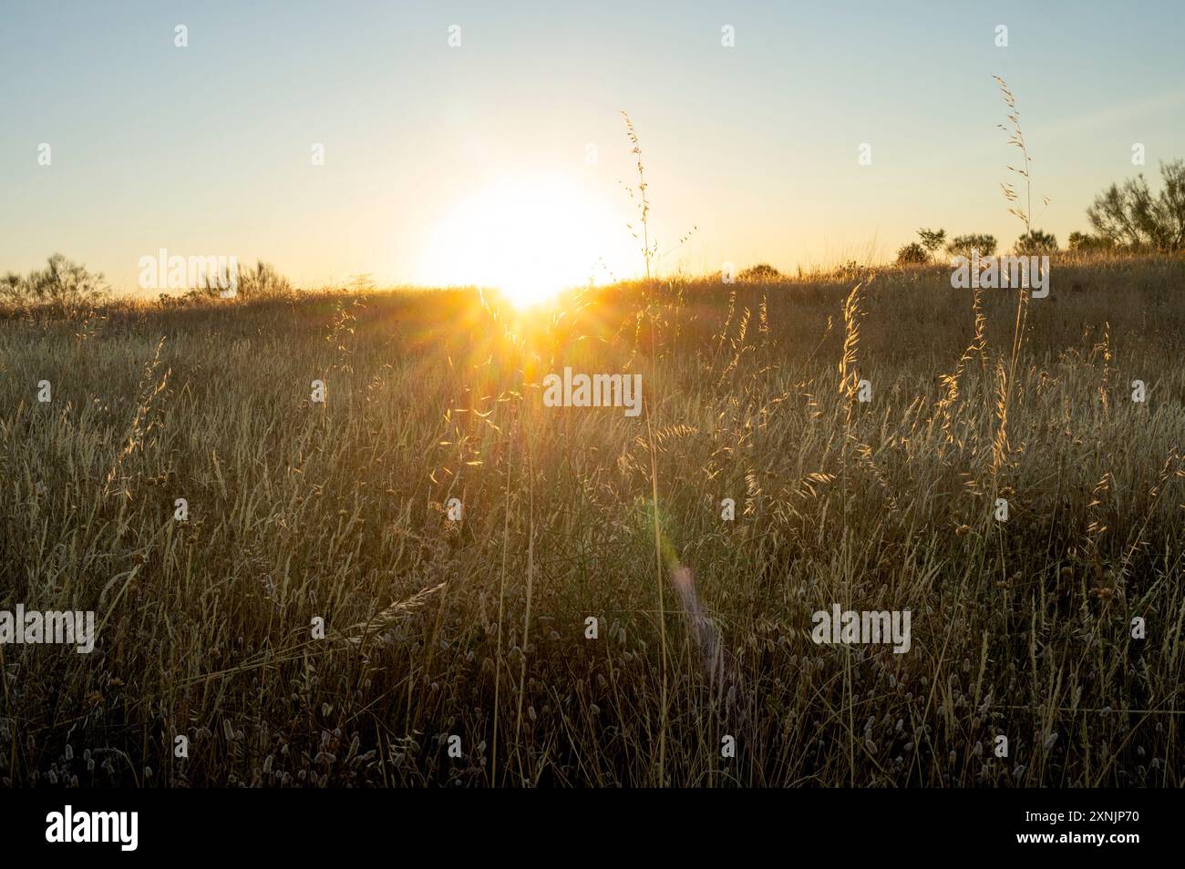 Golden Hour Grasslands: A sun-drenched field of tall grass at golden hour Stock Photo - Alamy