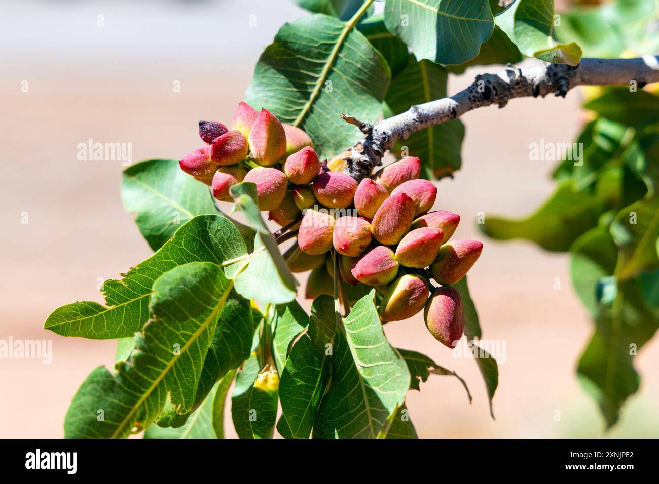 Pistachio farm tour hi-res stock photography and images - Alamy