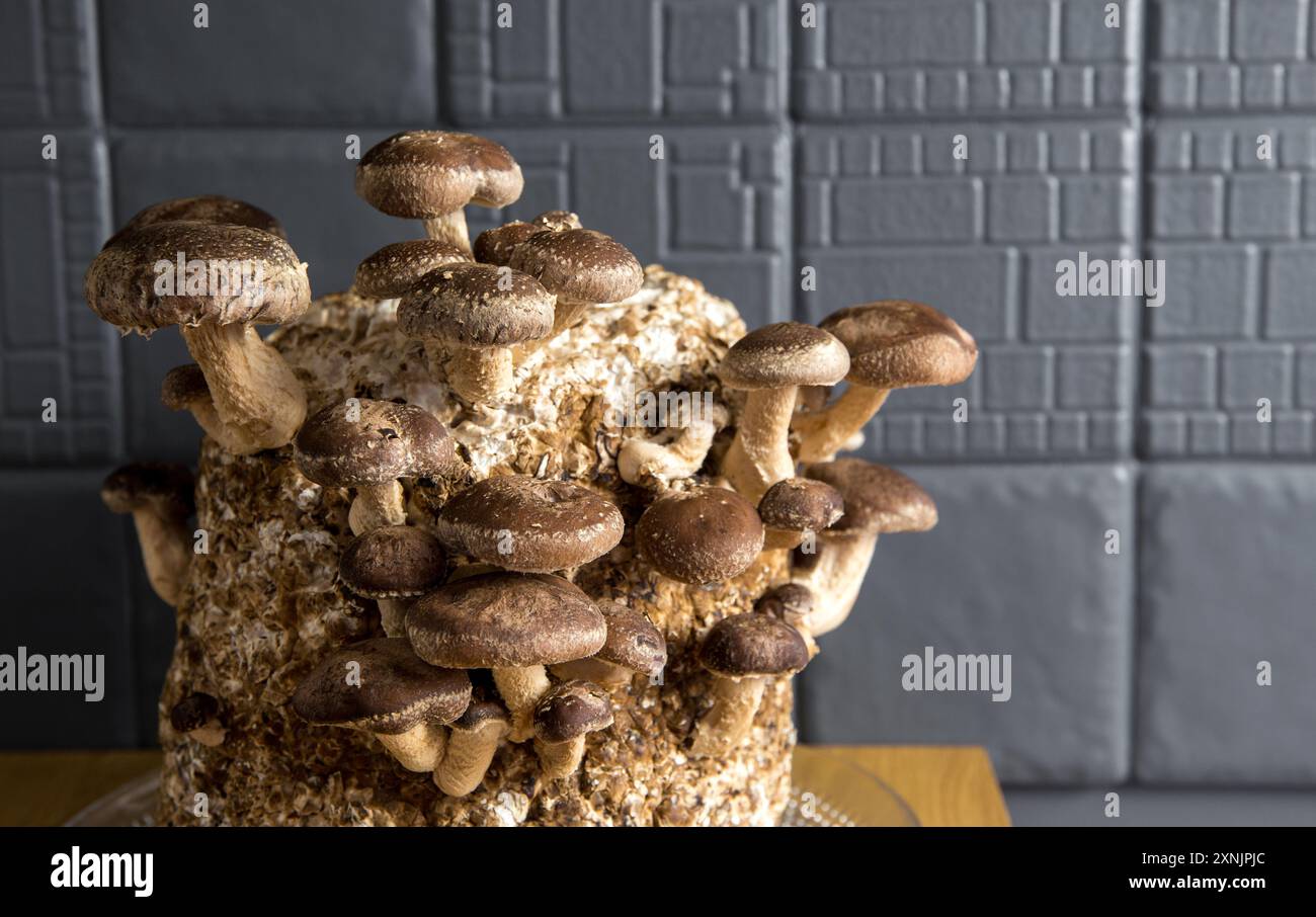 Shiitake mushrooms, Lentinula edodes growing kit in home kitchen on ...