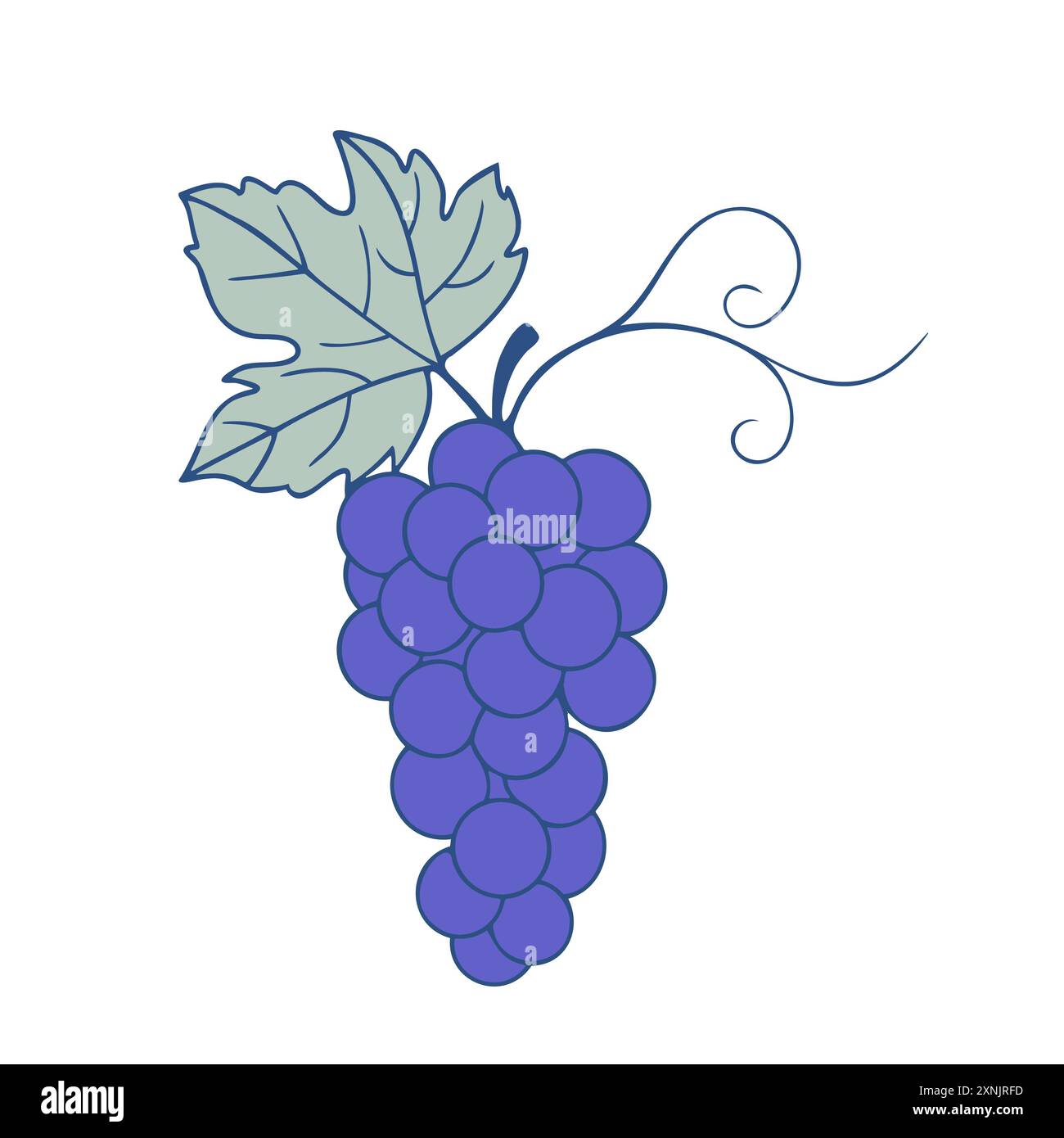 Blue on vine Stock Vector Images - Alamy