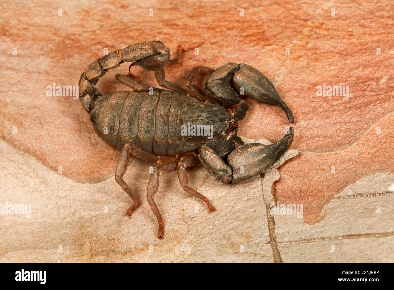 Reasi fauna hi-res stock photography and images - Alamy