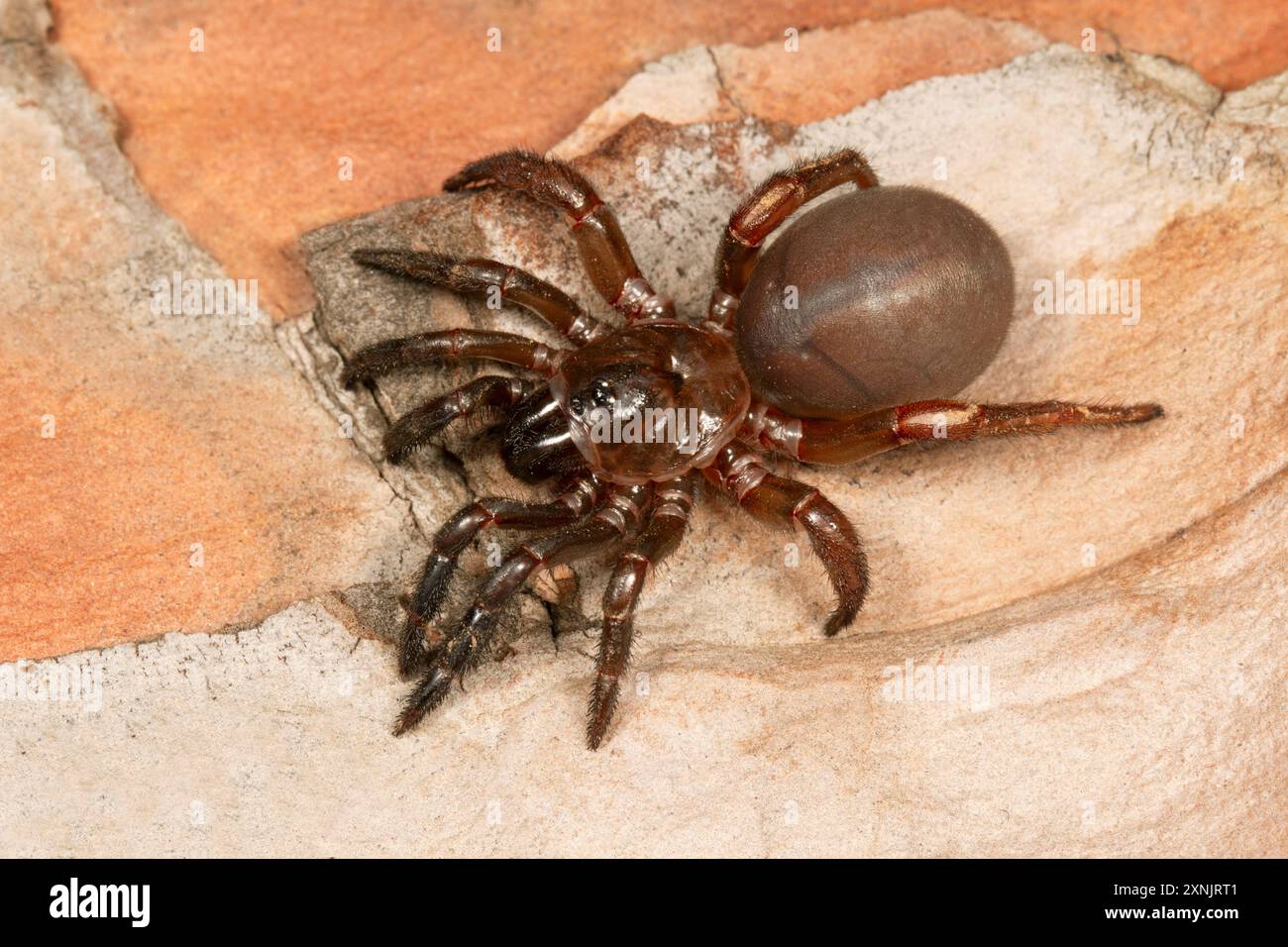 Trapdoor spiders of the genus Heligmomerus are large spiders with large ...