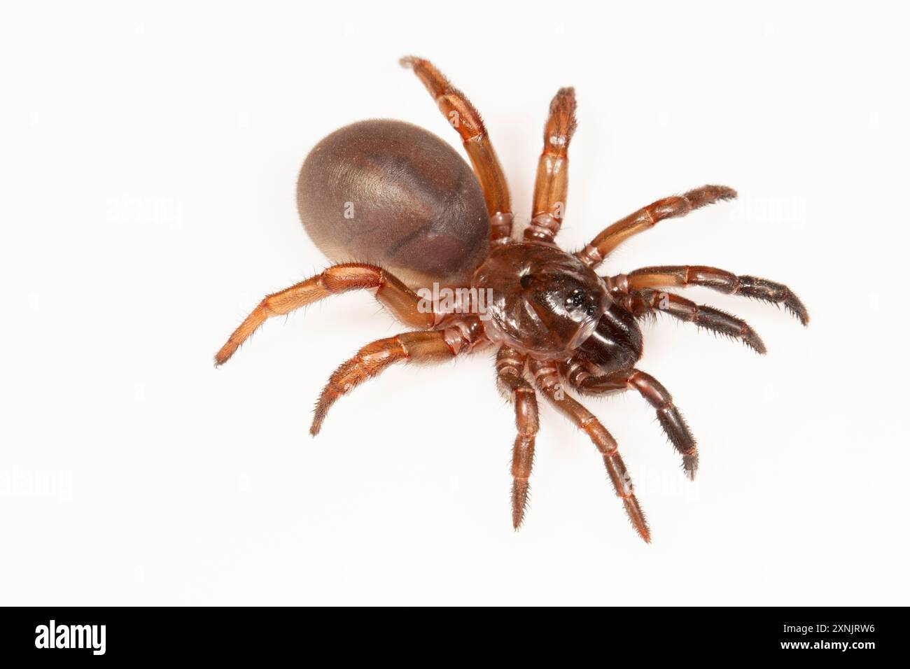 Trapdoor spiders of the genus Heligmomerus are large spiders with large ...