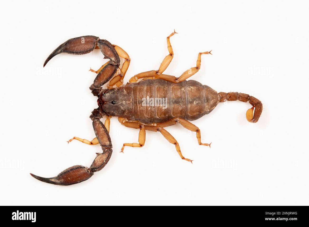 Habitat specificity Cut Out Stock Images & Pictures - Alamy