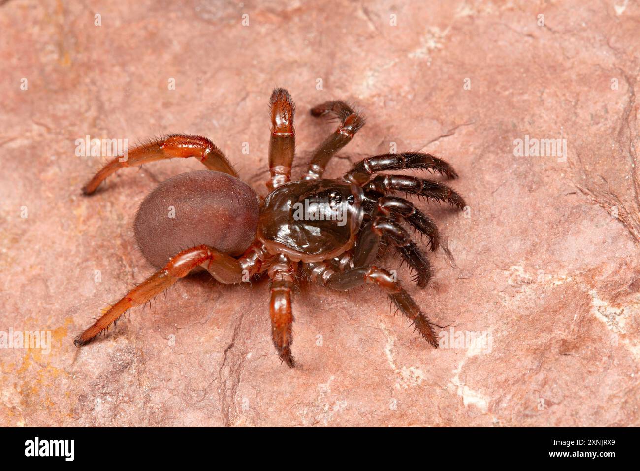 Trapdoor spiders of the genus Heligmomerus are large spiders with large ...