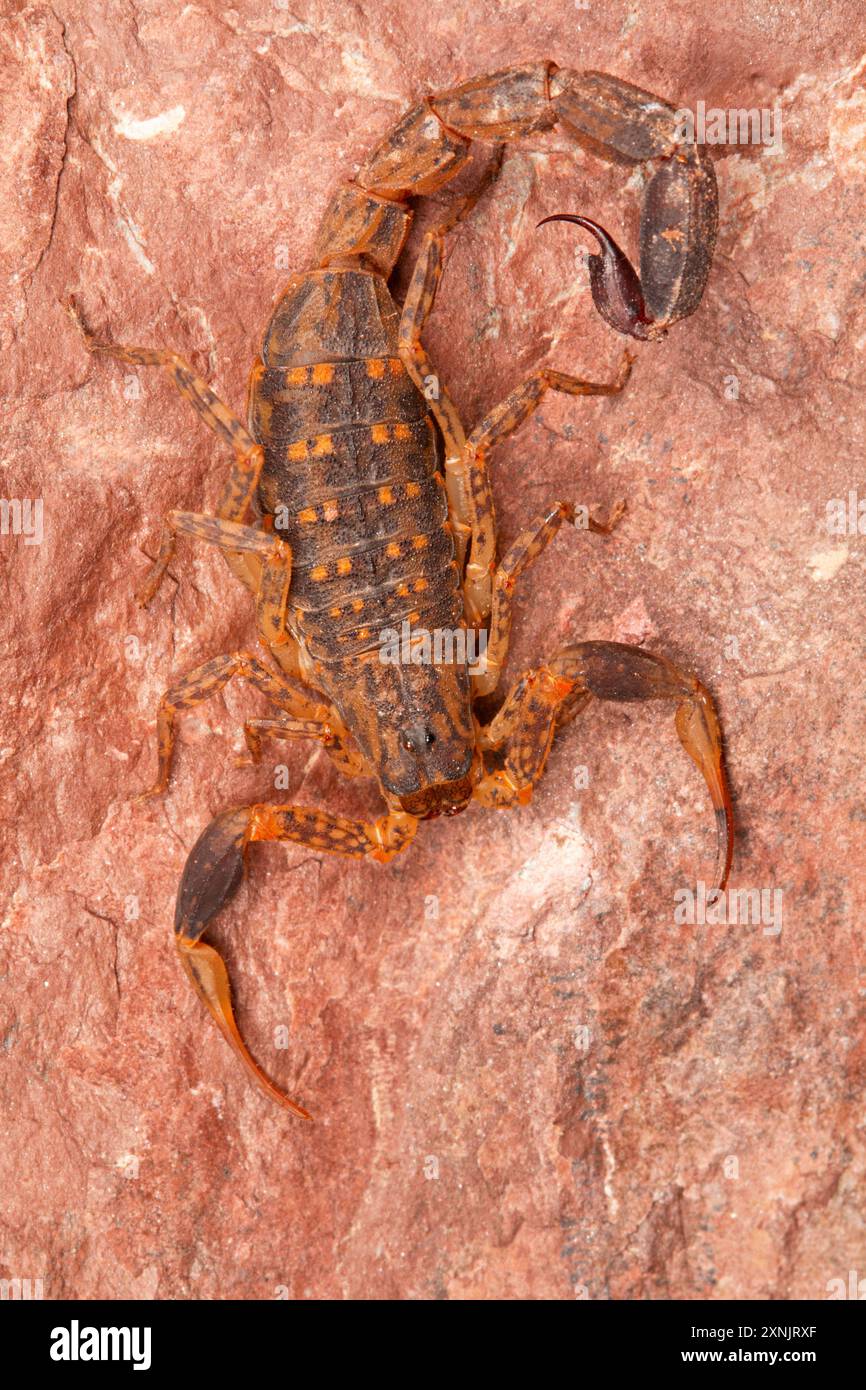 Scorpions predatory characteristics hi-res stock photography and images ...