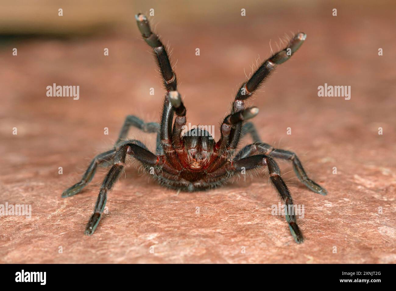 Tarantulas are large hairy spiders that live in burrows. These spiders ...