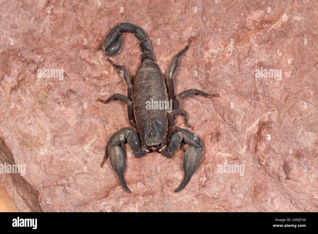 Reasi fauna hi-res stock photography and images - Alamy