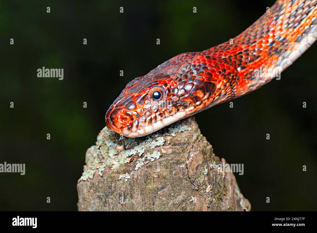Black headed royal snake hi-res stock photography and images - Alamy