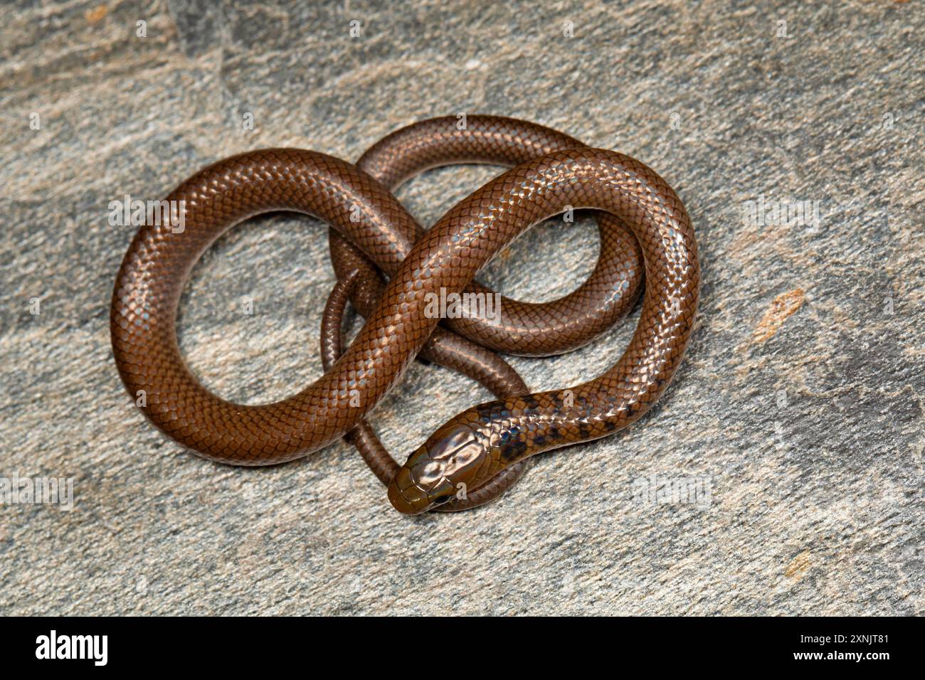 Liopeltis rappi is a species of snake in the family Colubridae. The ...