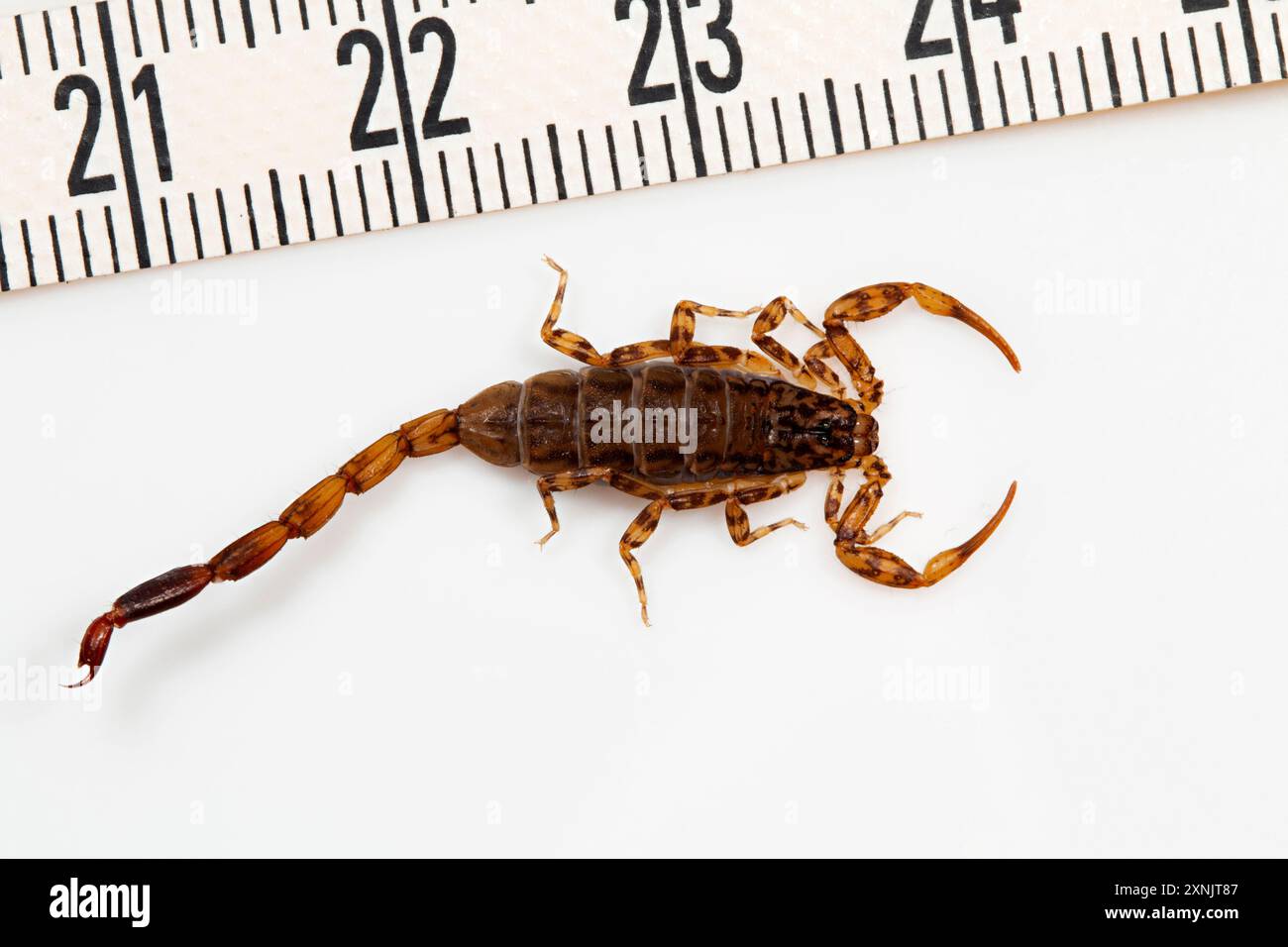 Scorpions predatory characteristics hi-res stock photography and images ...