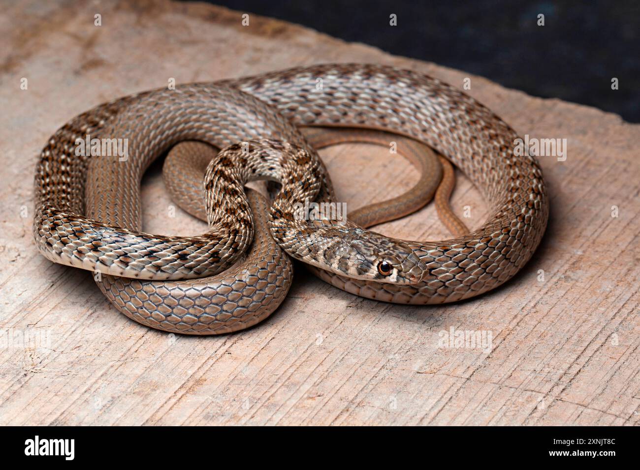 Common cliff racer hi-res stock photography and images - Alamy
