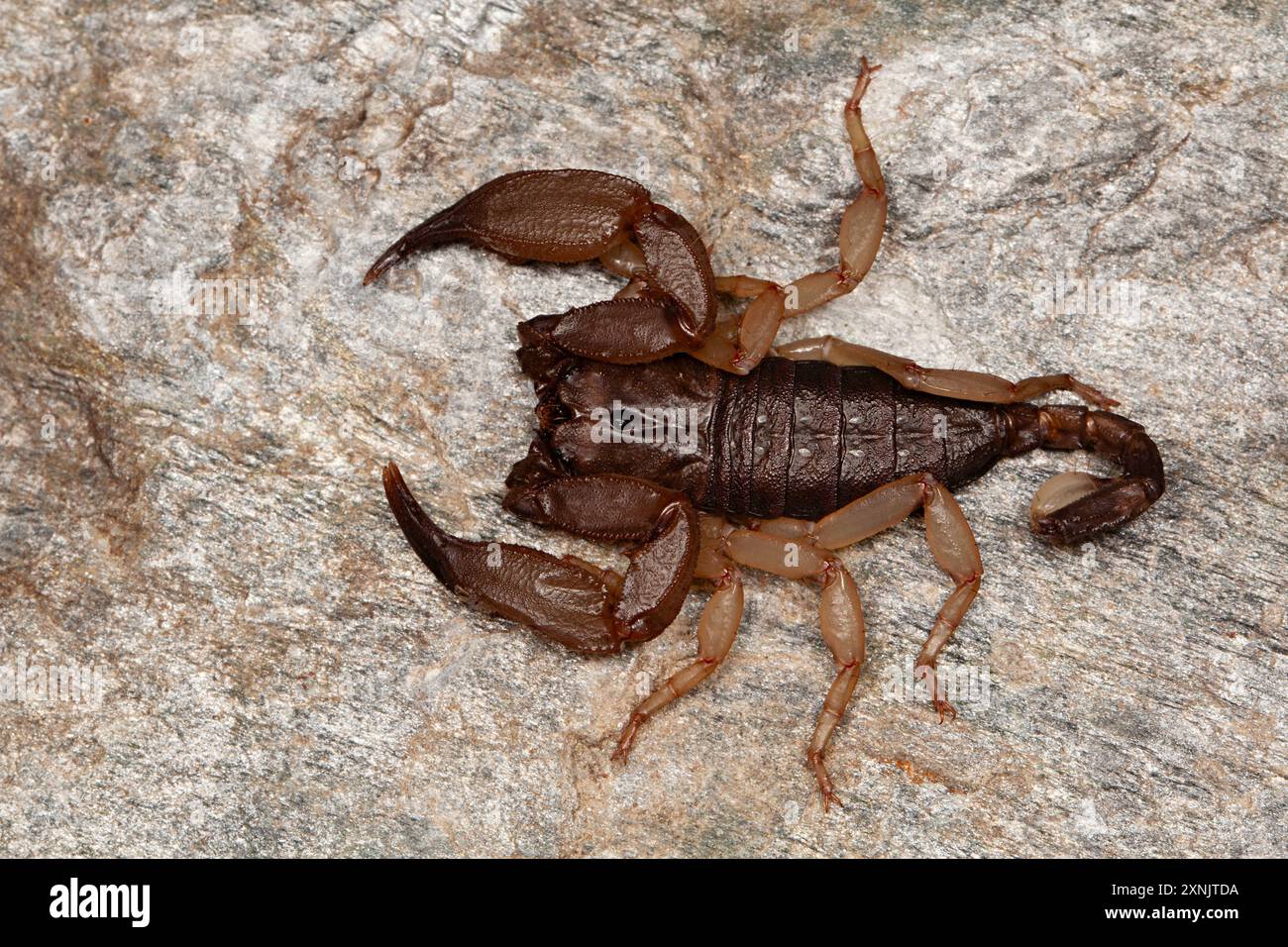 Reasi fauna hi-res stock photography and images - Alamy