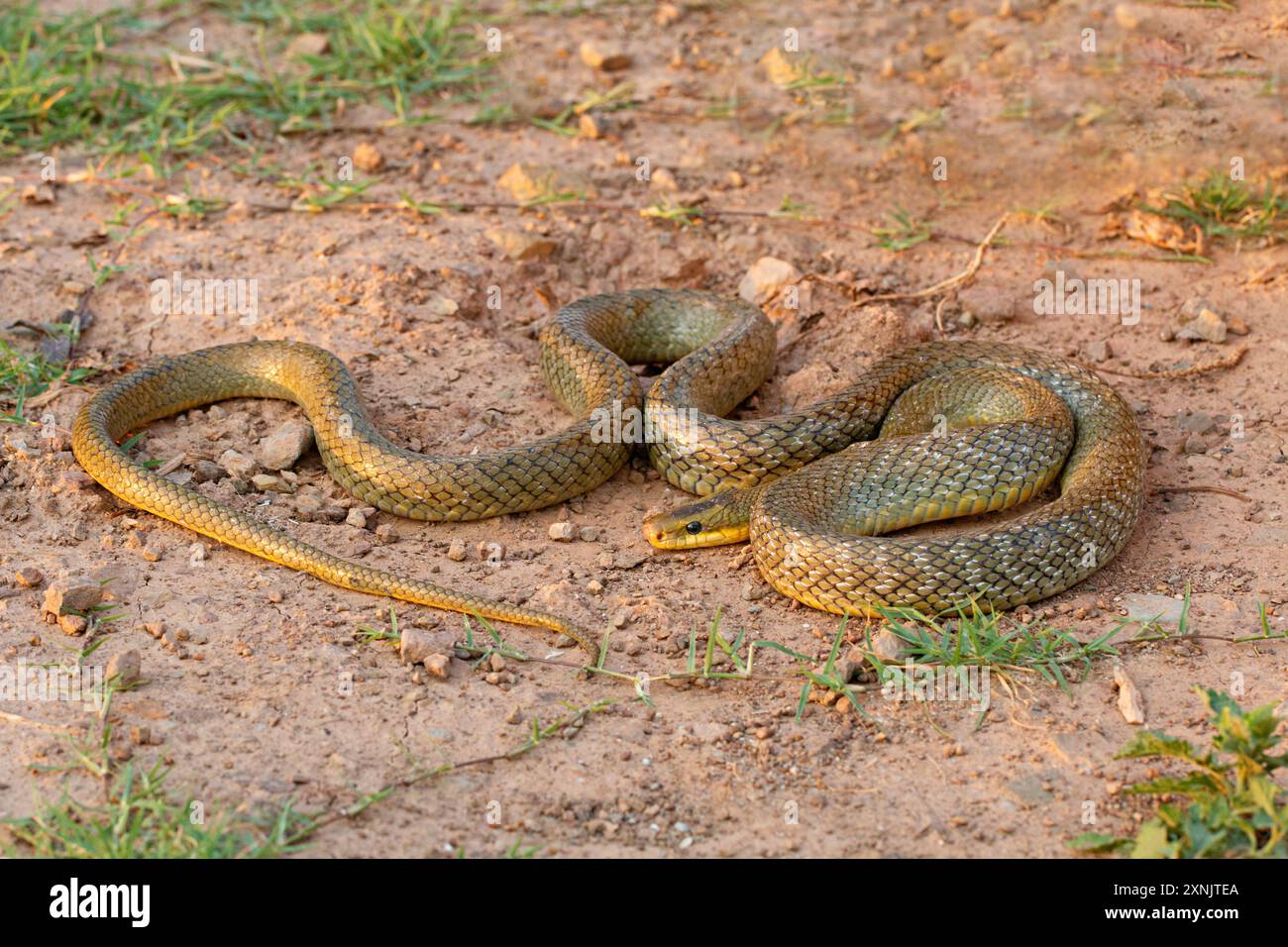 Snake characteristics hi-res stock photography and images - Alamy
