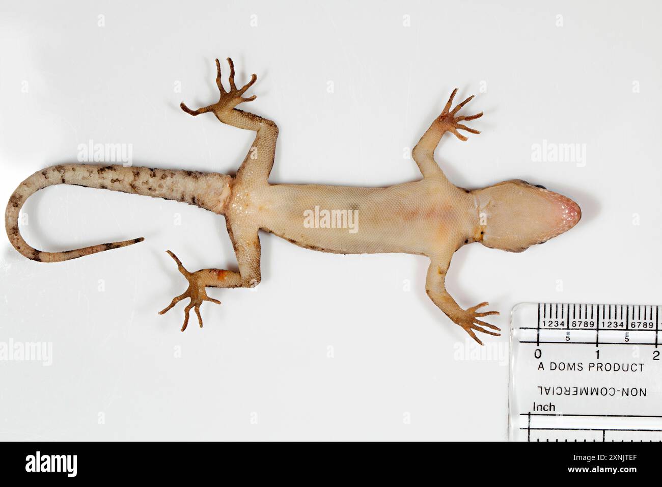 Ventral view of a gecko showing characters for taxonomy on a white ...