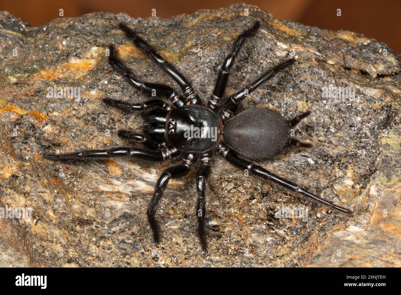 Spinneret morphology hi-res stock photography and images - Alamy