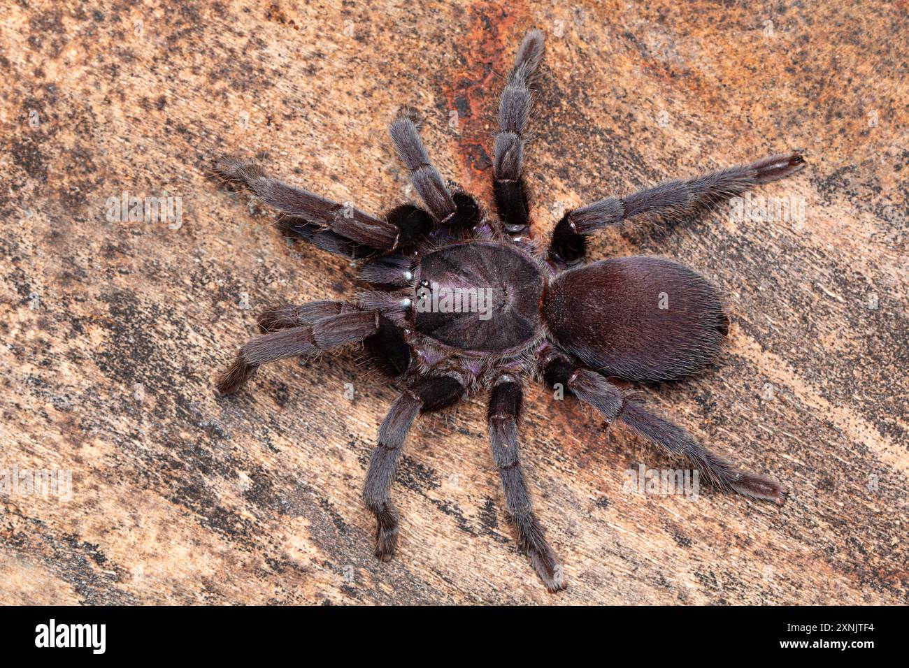 Tarantula identification hi-res stock photography and images - Alamy