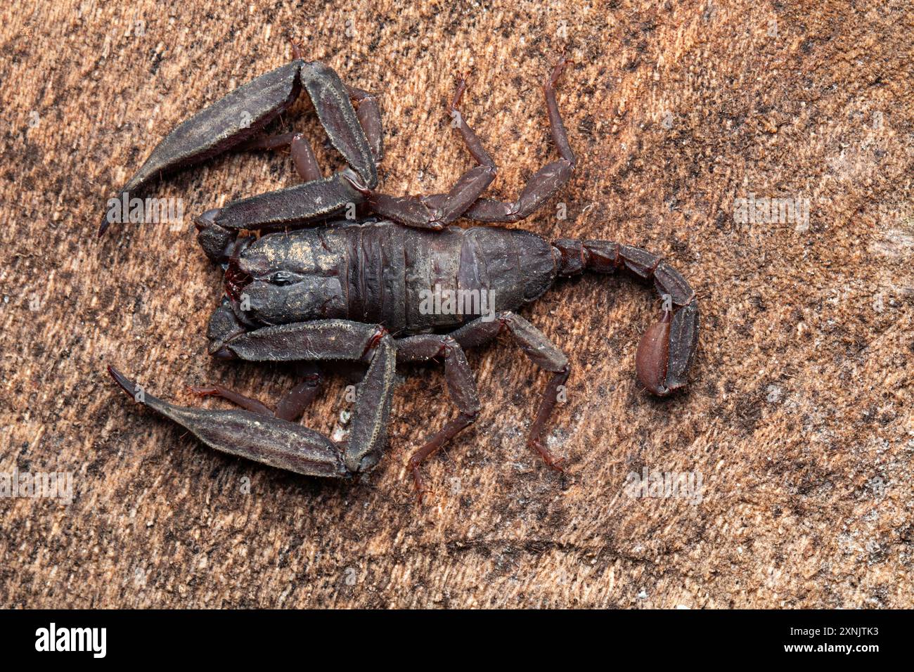 Male Scorpiops bhutanensis from Sikkim. The male bears long pedipalp ...