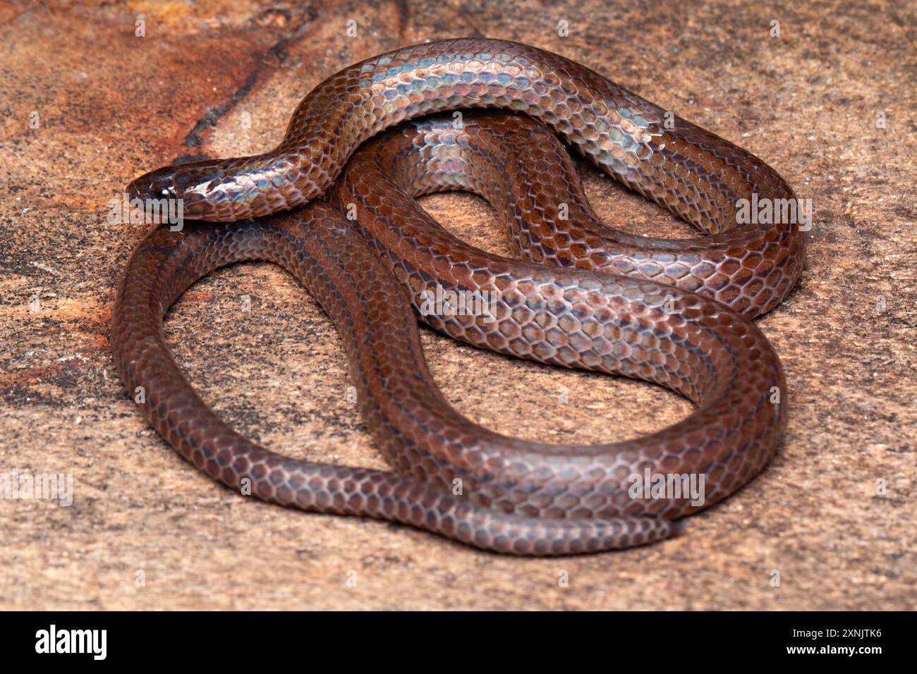 Trachischium guentheri hi-res stock photography and images - Alamy