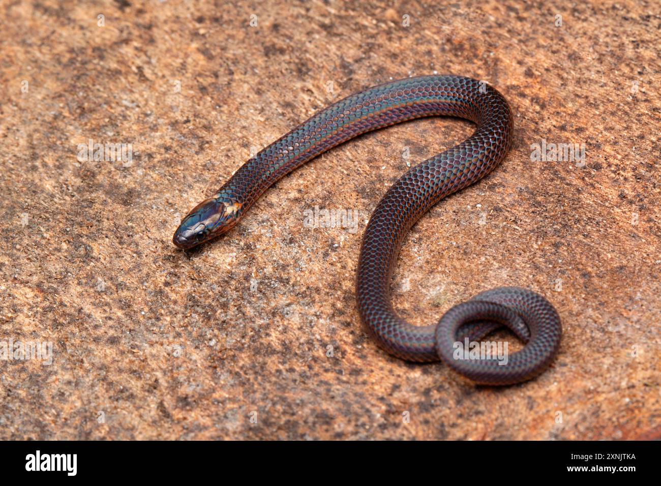 Gunthers worm eating snake hi-res stock photography and images - Alamy