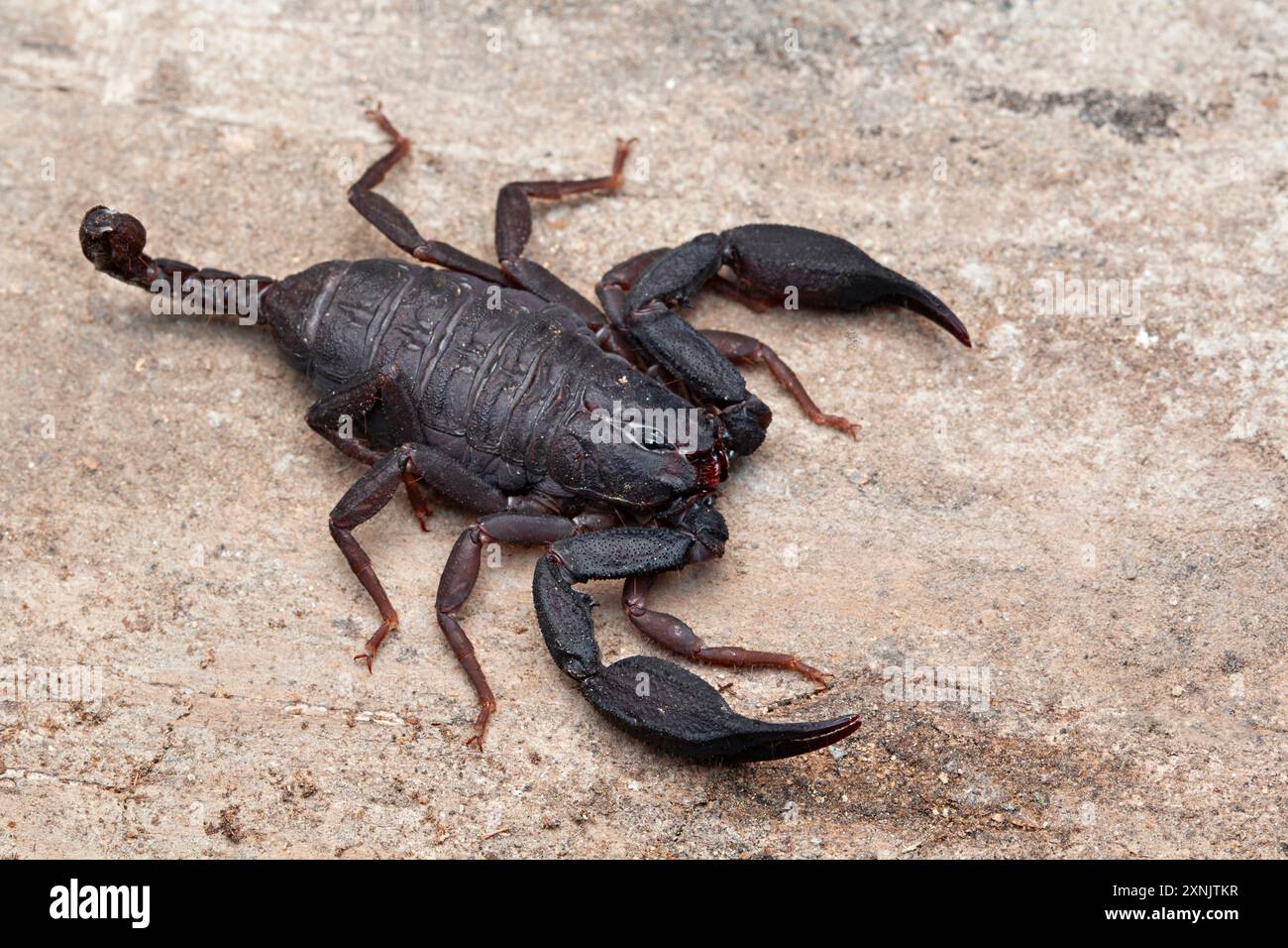 Scorpion anatomy hi-res stock photography and images - Alamy