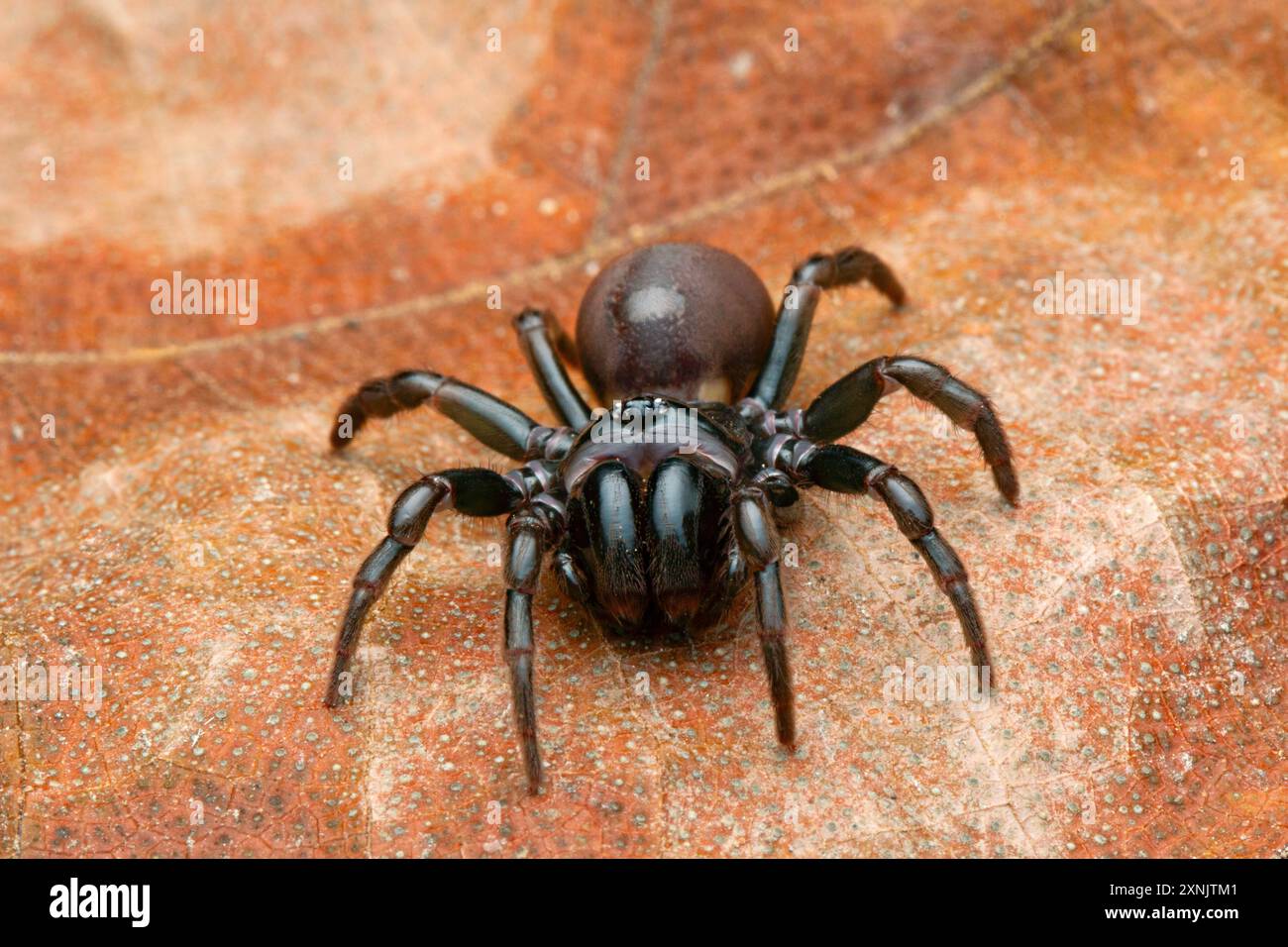 Spiders characteristics hi-res stock photography and images - Alamy
