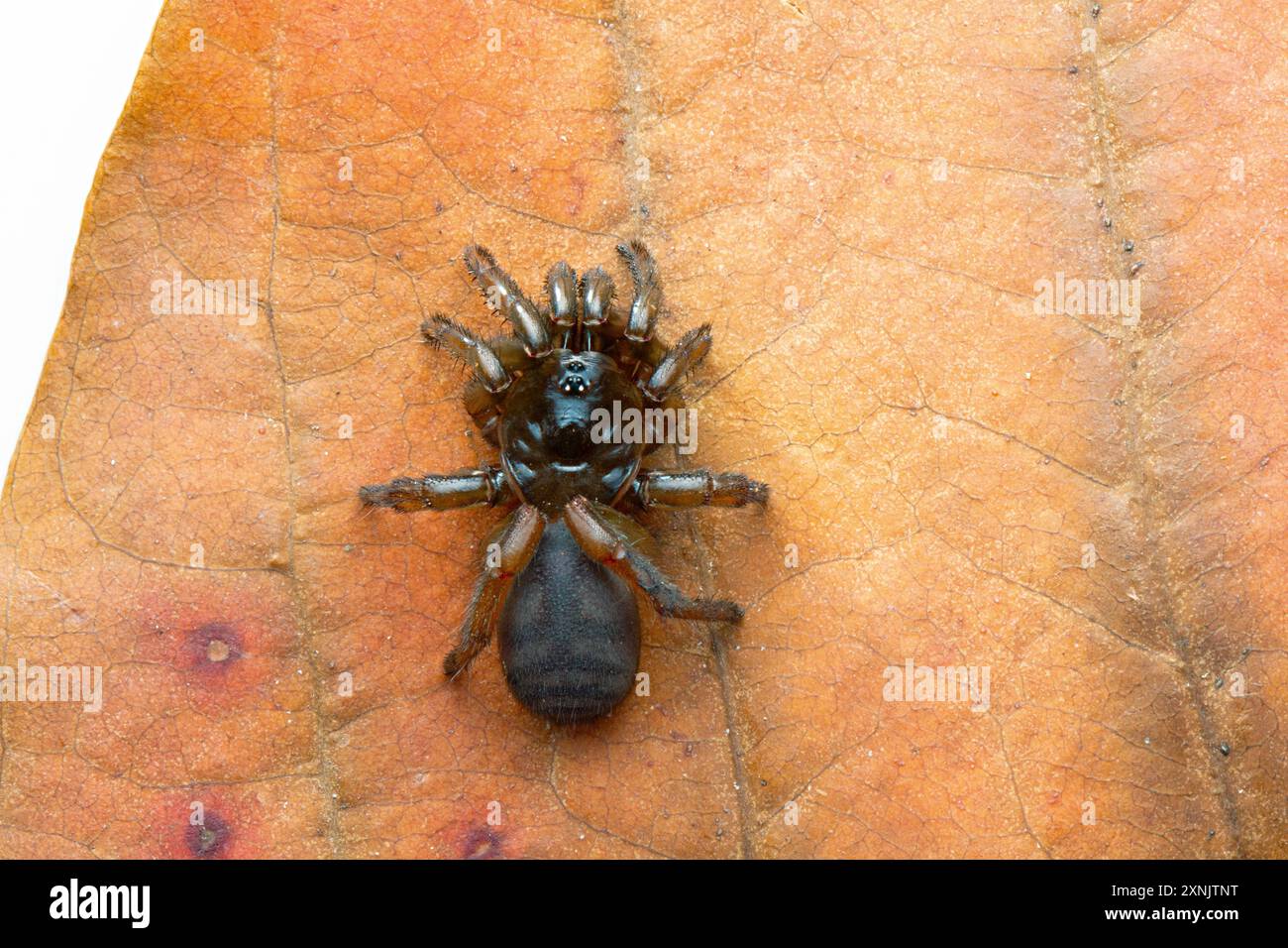 Atypus, also called purseweb spiders, is a genus of atypical tarantulas ...