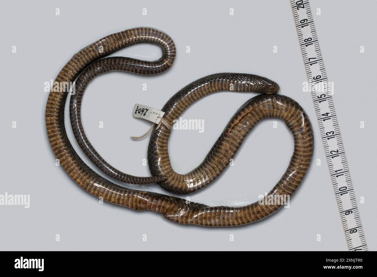 A snake specimen at a museum for research on a white background Stock ...