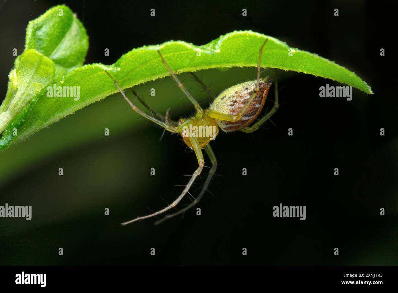 Male tarantula Plesiophrictus millardi from Maharashtra. The front pair ...