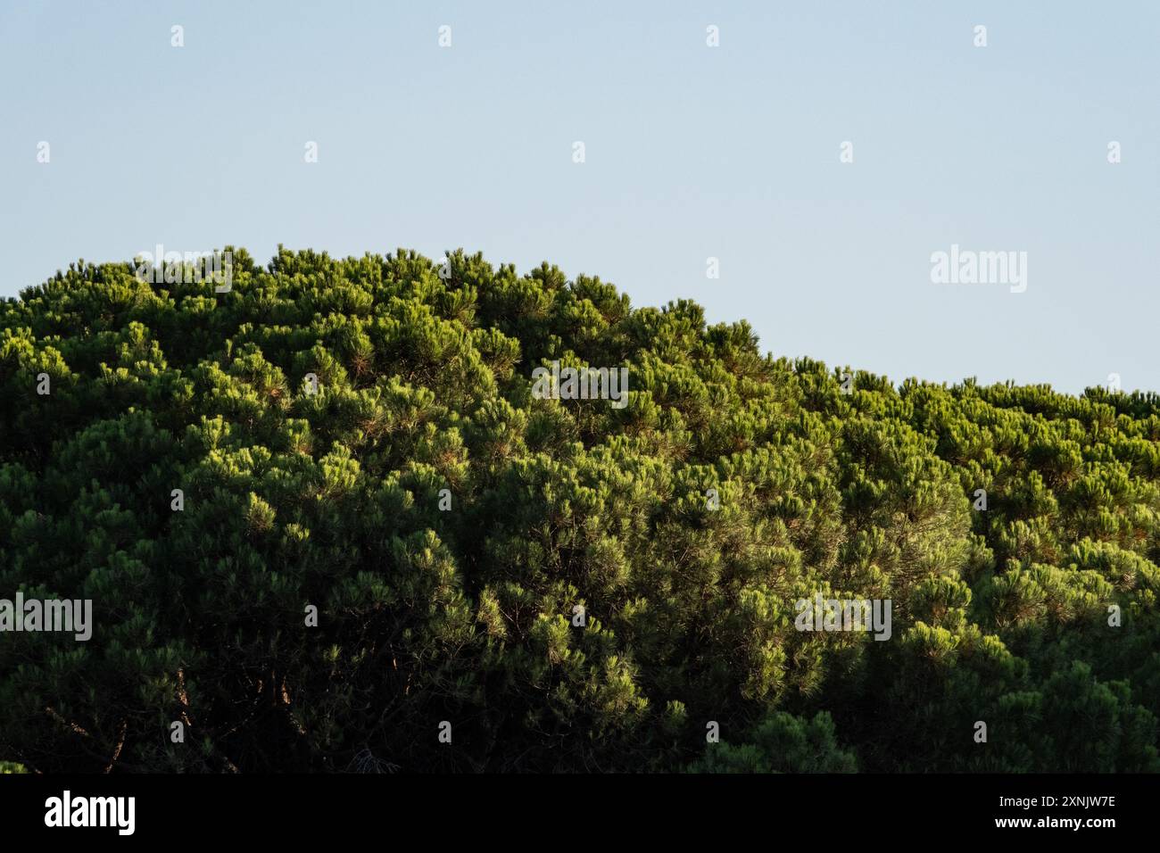 Forest of lush green pine trees in wilderness mountain forrest Stock ...