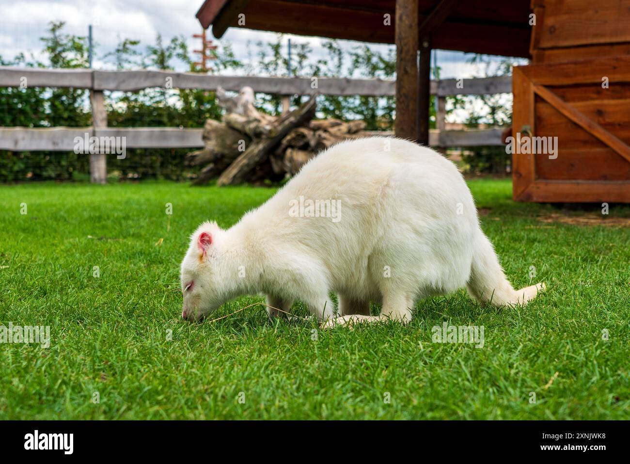 A snow white albino wallaby (kangaroo Stock Photo - Alamy
