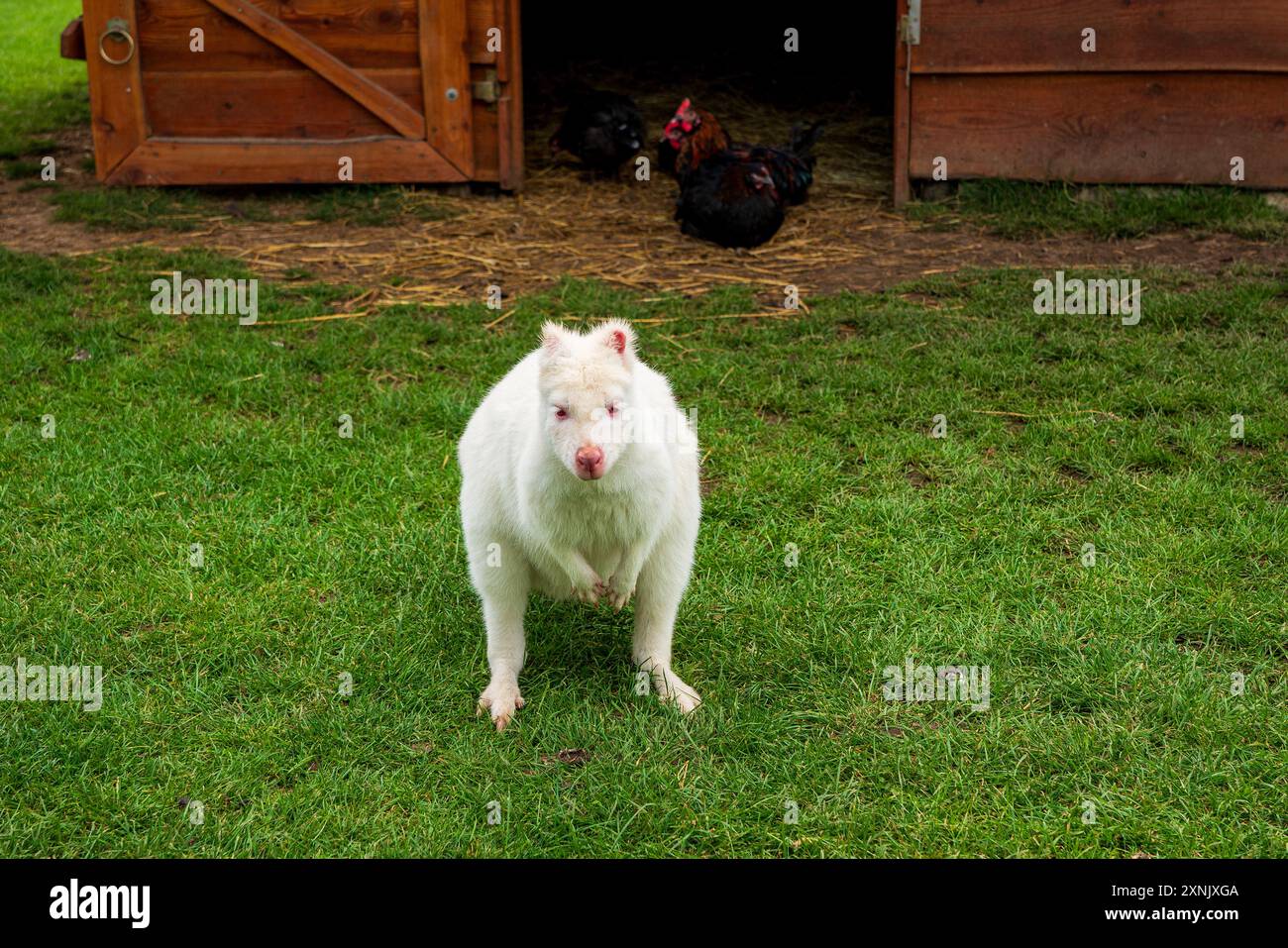 A snow white albino wallaby (kangaroo Stock Photo - Alamy