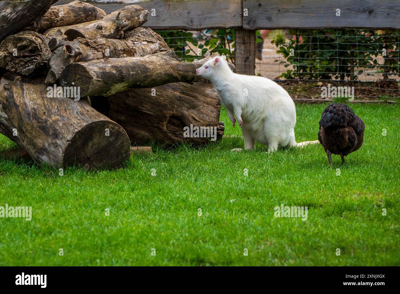 A snow white albino wallaby (kangaroo Stock Photo - Alamy