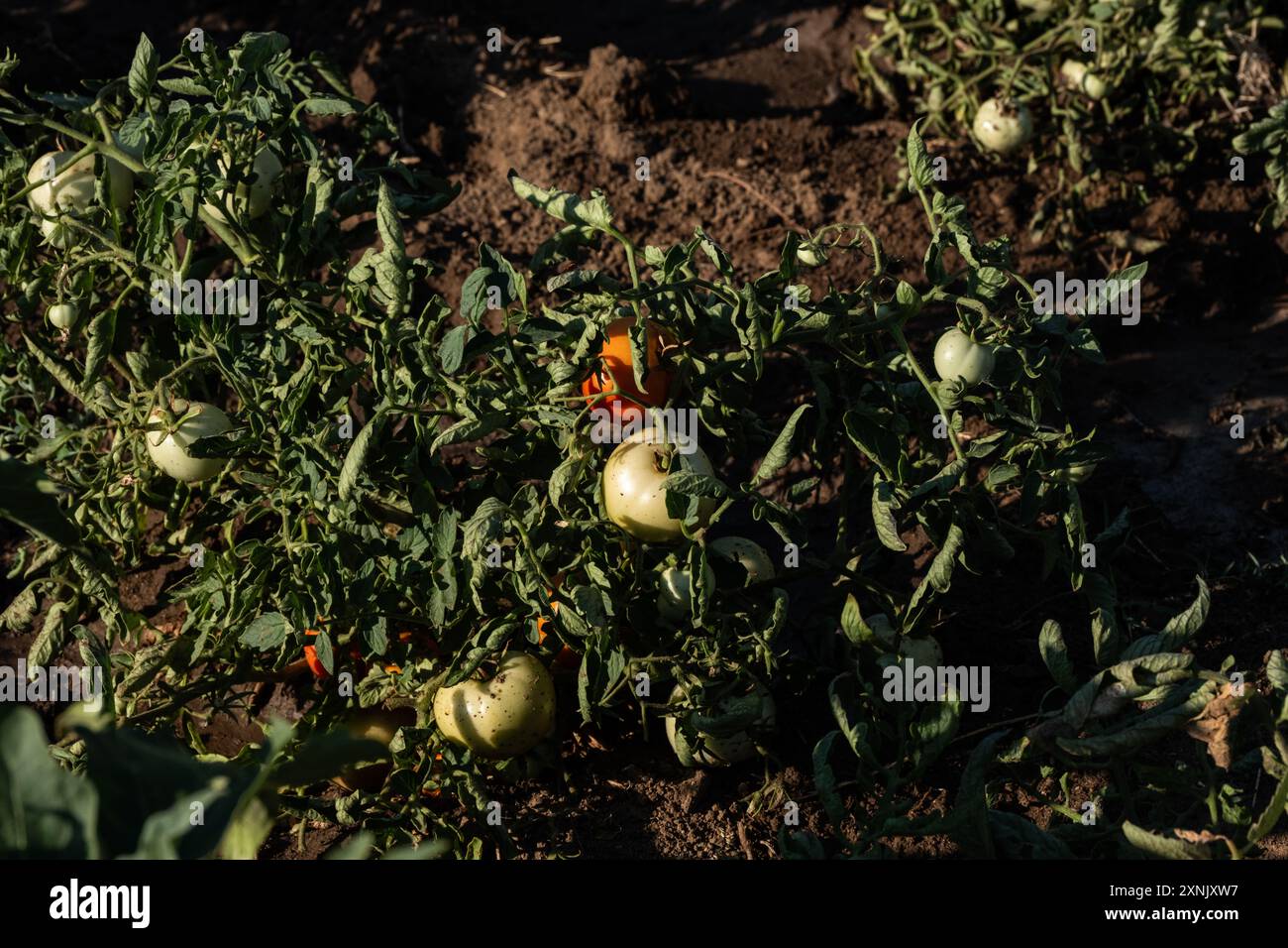 Tomato Production growing in greenhouse Stock Photo - Alamy
