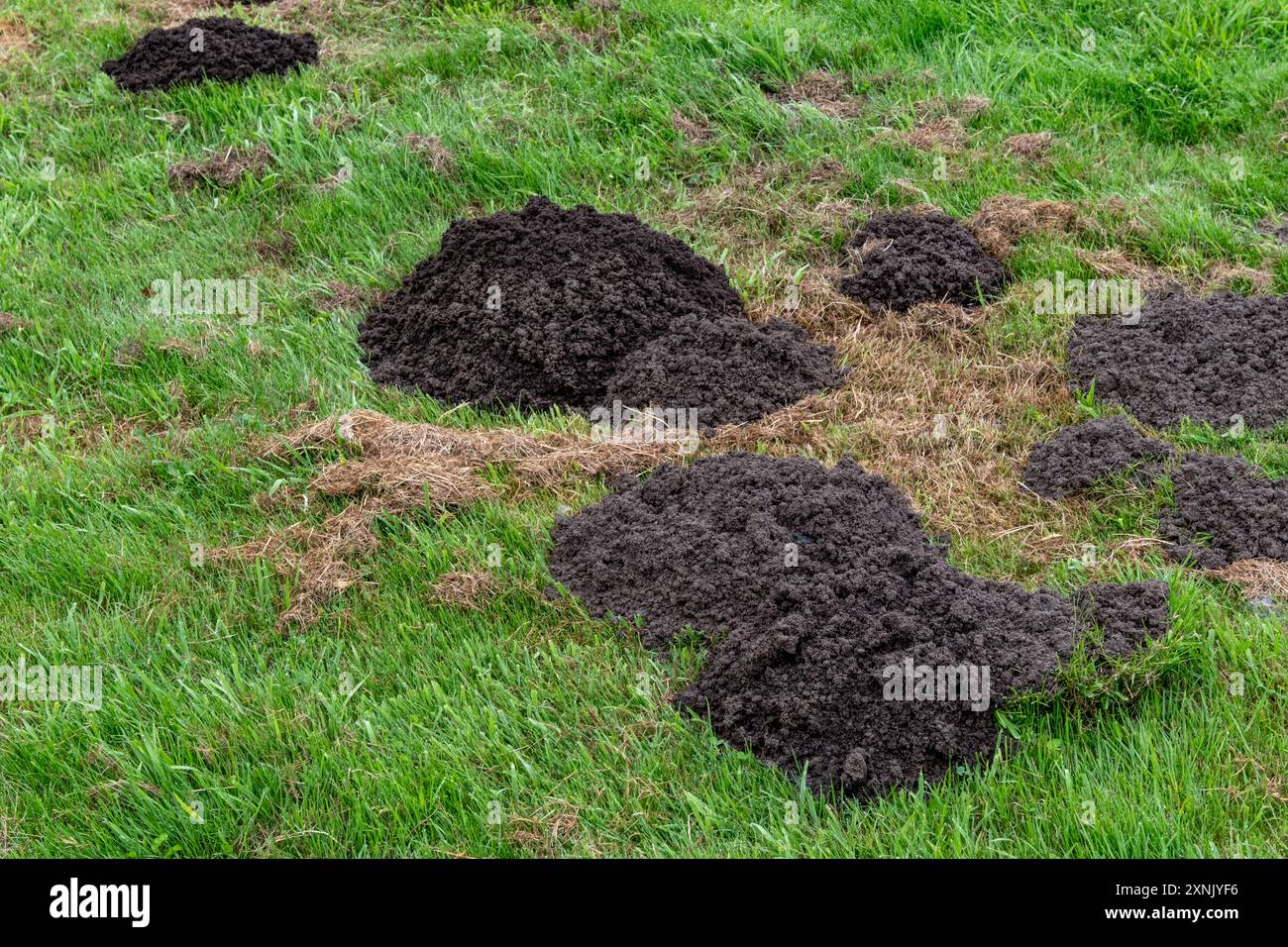 Mole digging burrow hi-res stock photography and images - Alamy