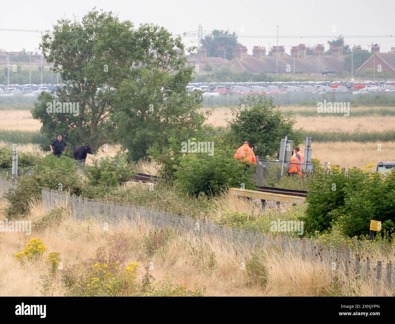 Sheerness, Kent, UK. 1st Aug, 2024. A cow stuck on train tracks stopped ...