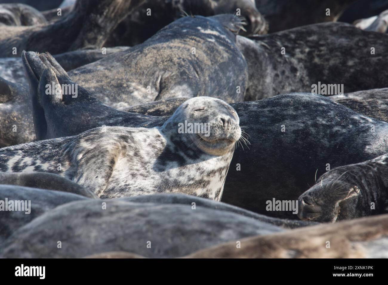 Grey seal pod hi-res stock photography and images - Alamy