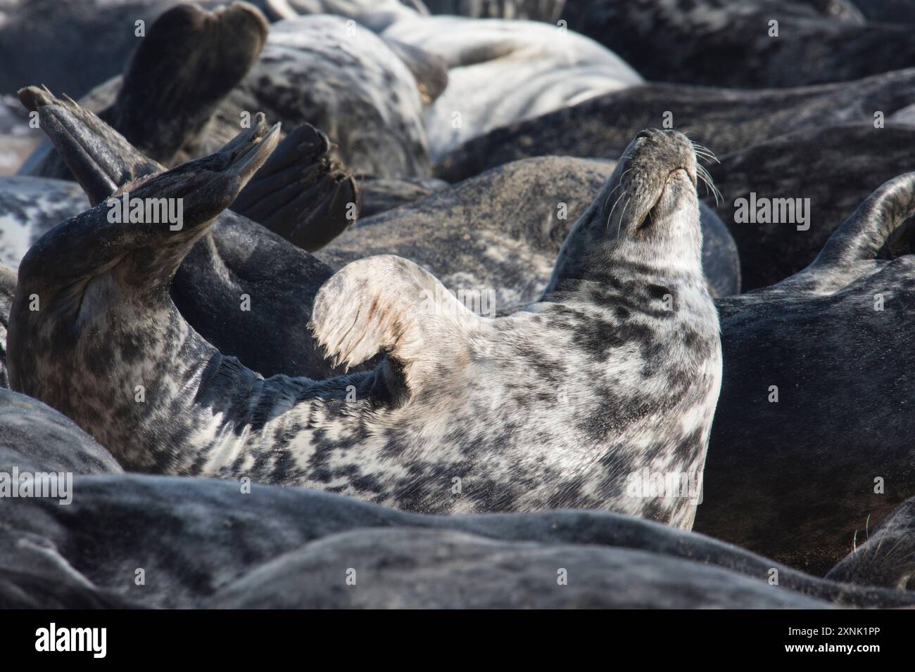 individual grey seal stretching among the bodies of many packed on ...
