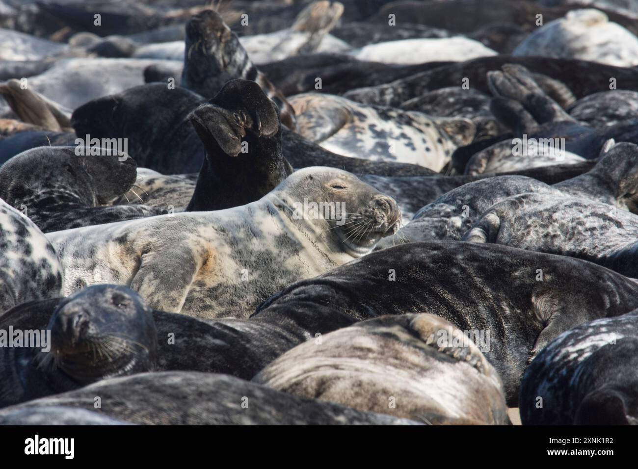 individual Grey seal sleeping among the bodies of a closely packed pod ...