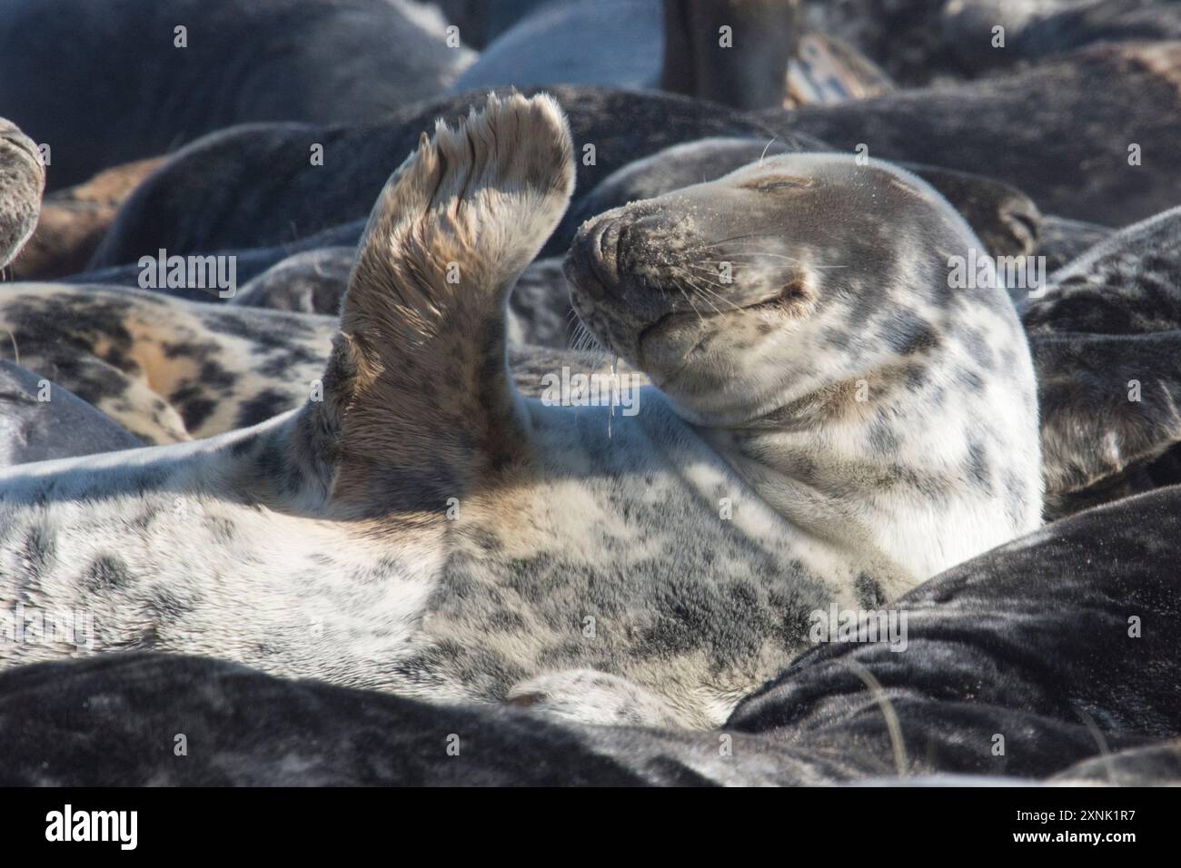 Grey seals, Halichoerus grypus, humorous picture of one waving flipper ...