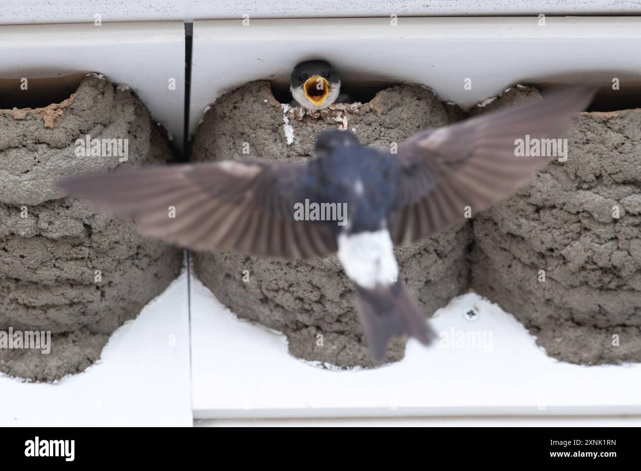 House martin nest artificial hi-res stock photography and images - Alamy