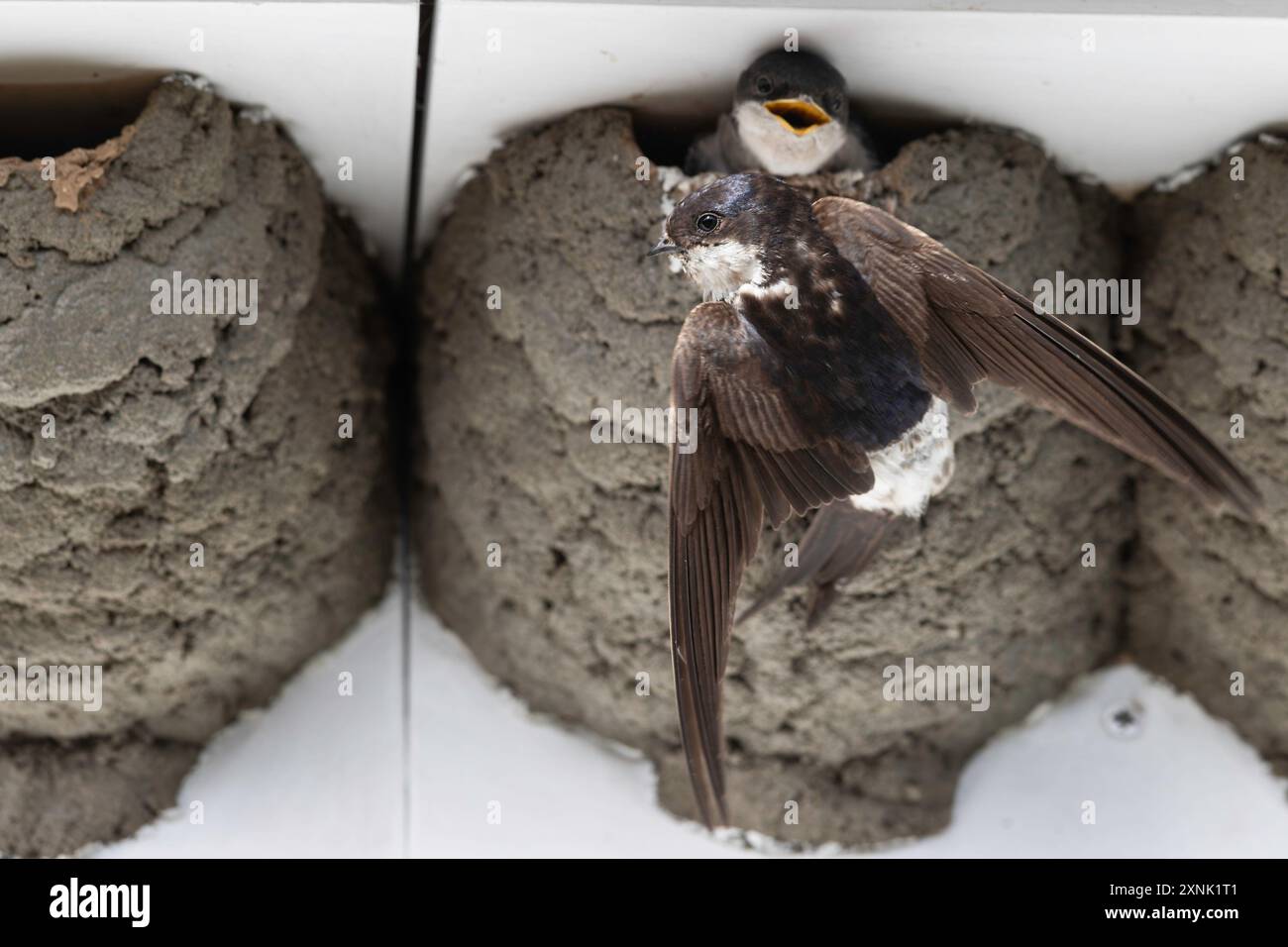 House martin uk nest feeding hi-res stock photography and images - Alamy
